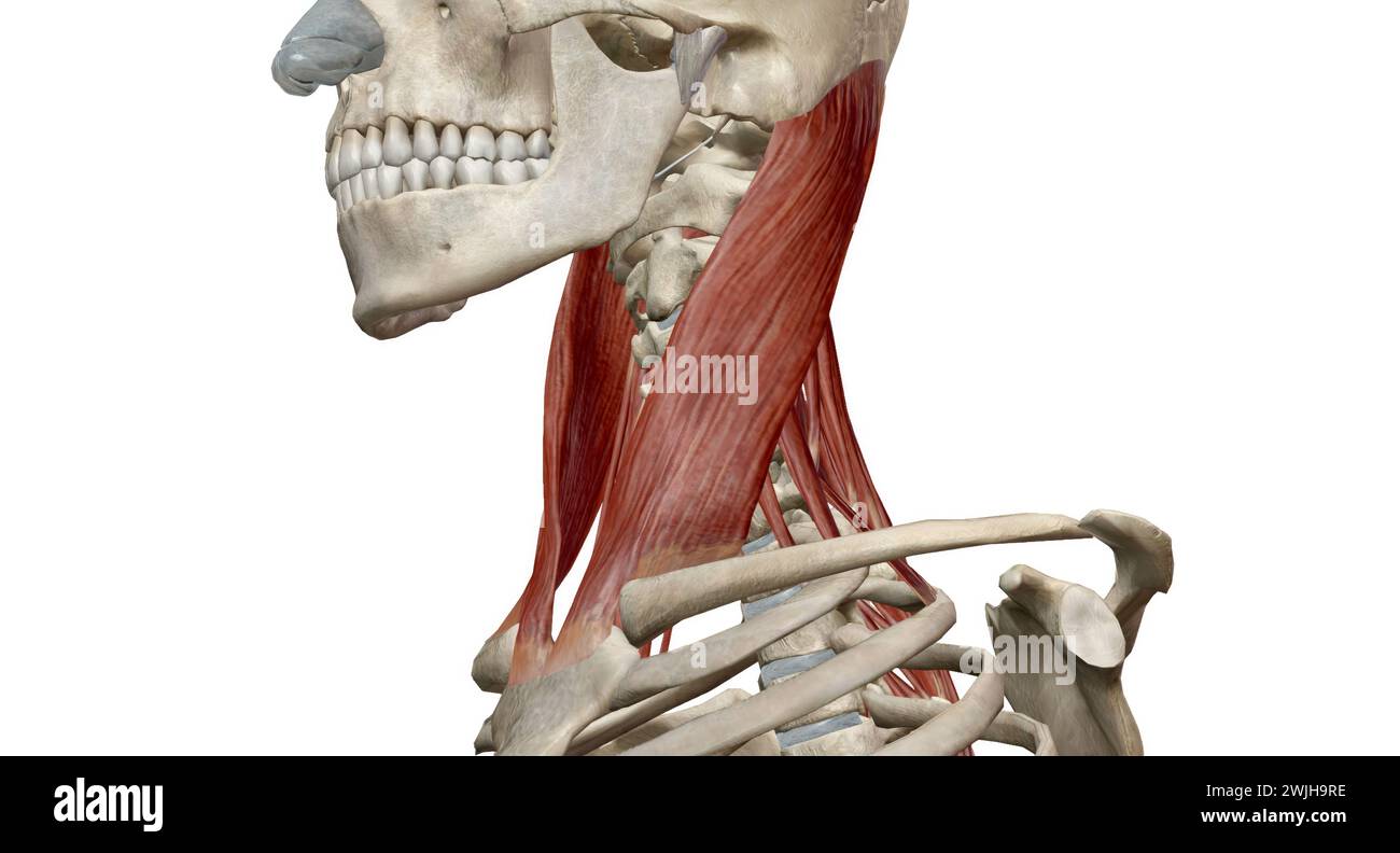 Head rotation is effected by the unilateral action of the ...