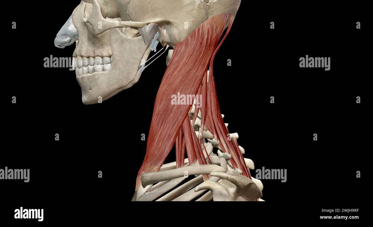 Head rotation is effected by the unilateral action of the ...