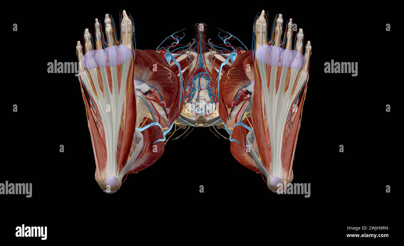 Muscles of appendicular skeleton hi-res stock photography and images ...