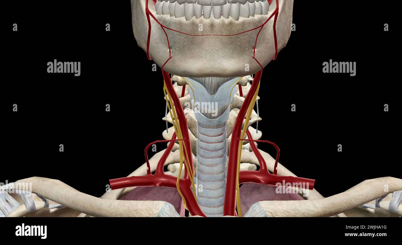 Tracheas hi-res stock photography and images - Alamy