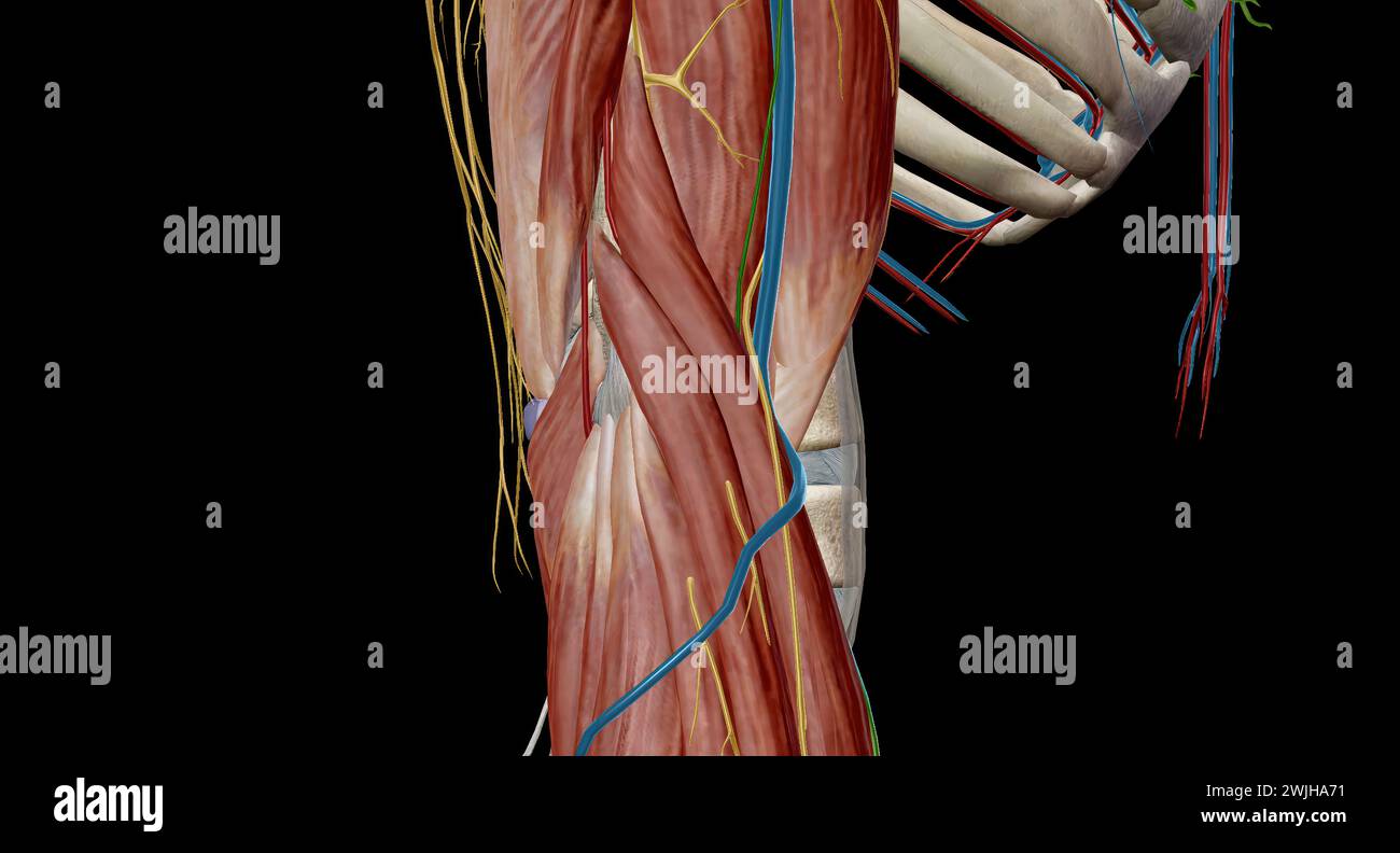 The cubital (anticubital) fossa is a triangular-shaped depression over ...