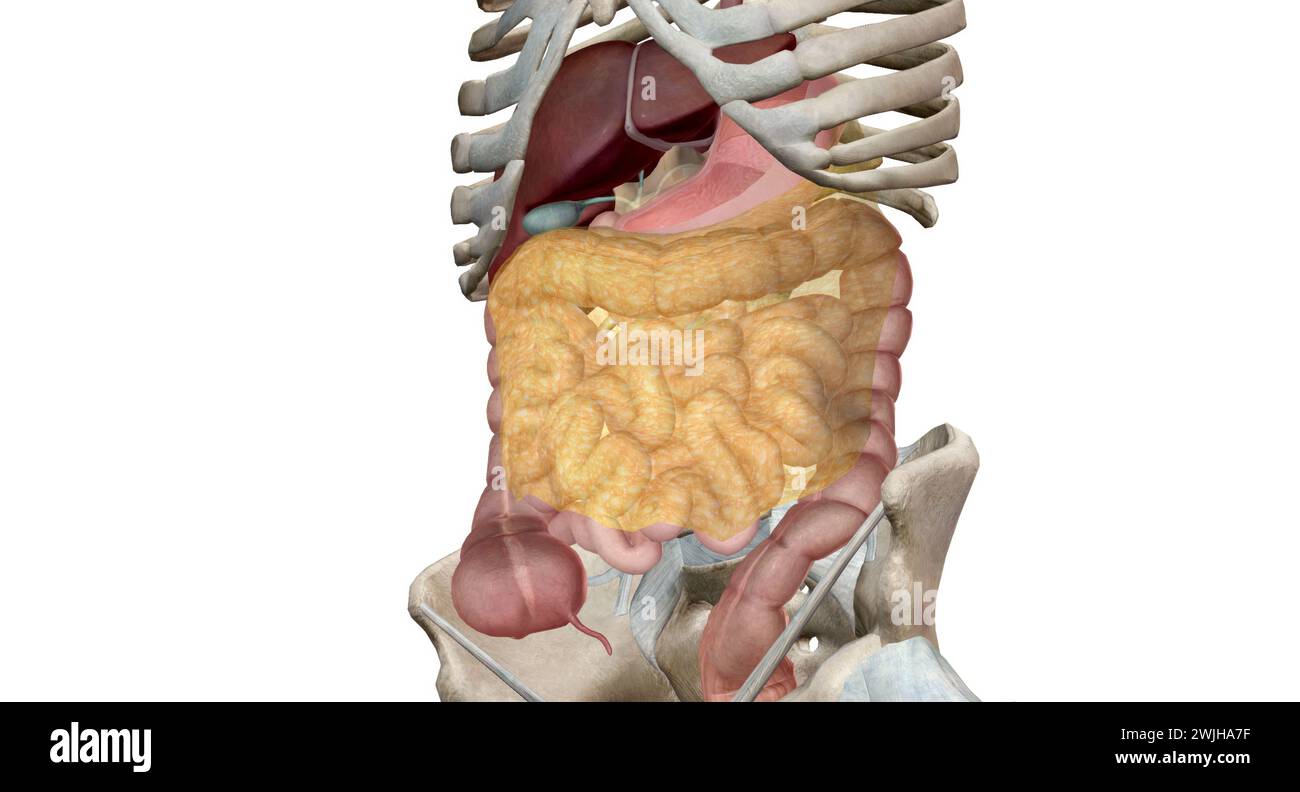Ileum endoscopy hi-res stock photography and images - Alamy
