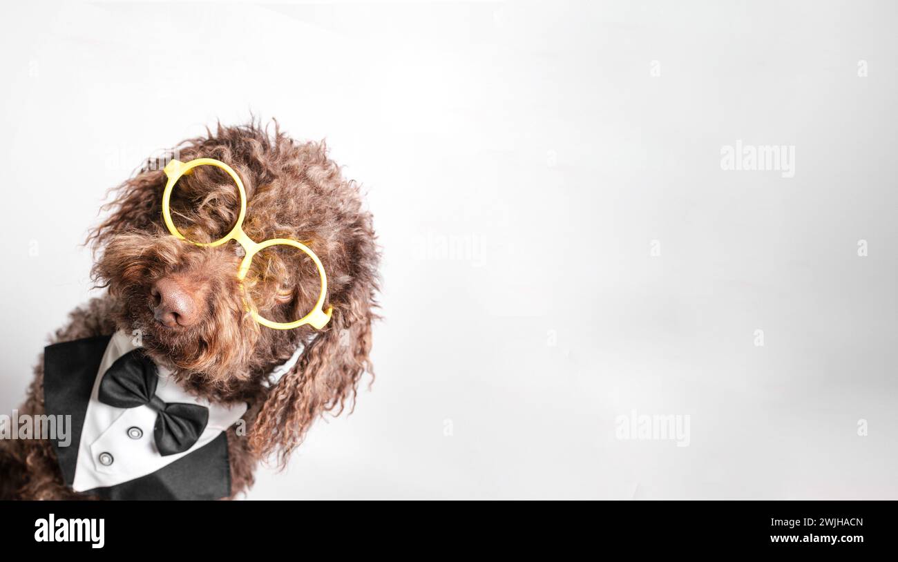 A clever brown dog stands on hind legs, wearing glasses, and raises a ...