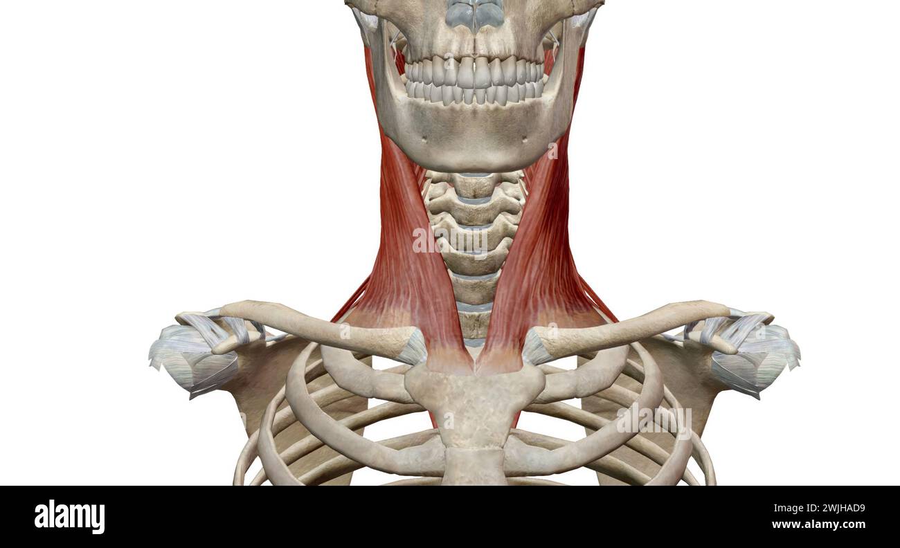 Flexion is the movement of a joint that increases the angle between the ...