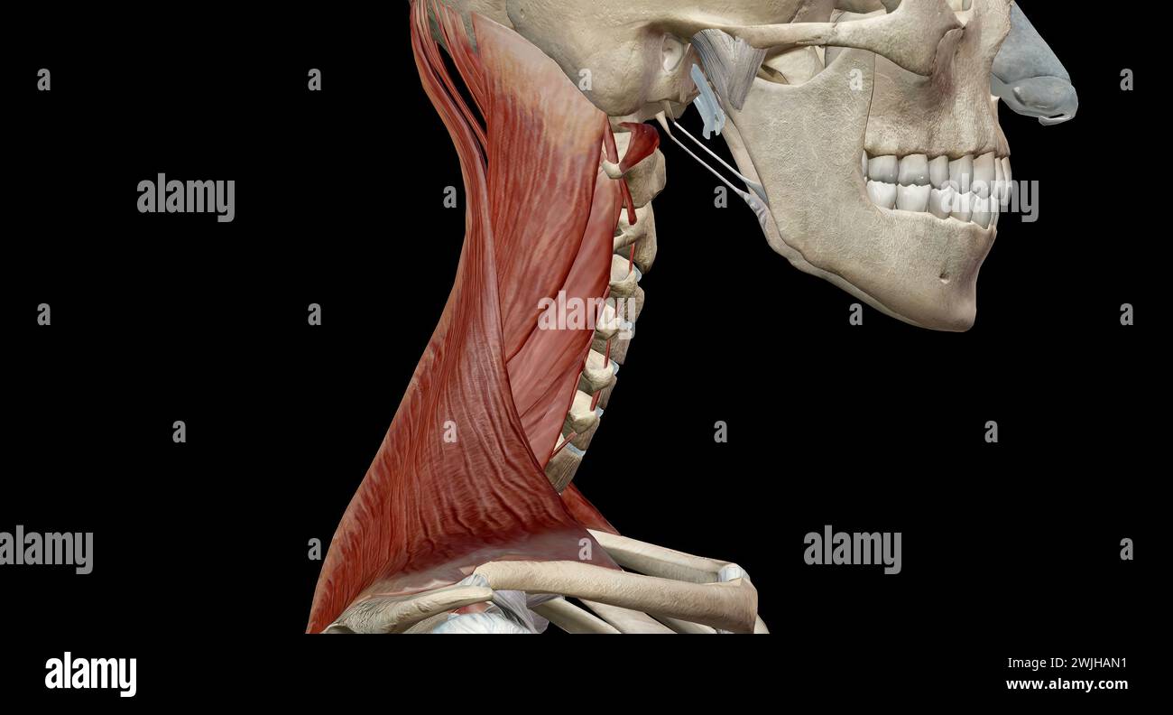 Human muscular system and stretching hi-res stock photography and ...