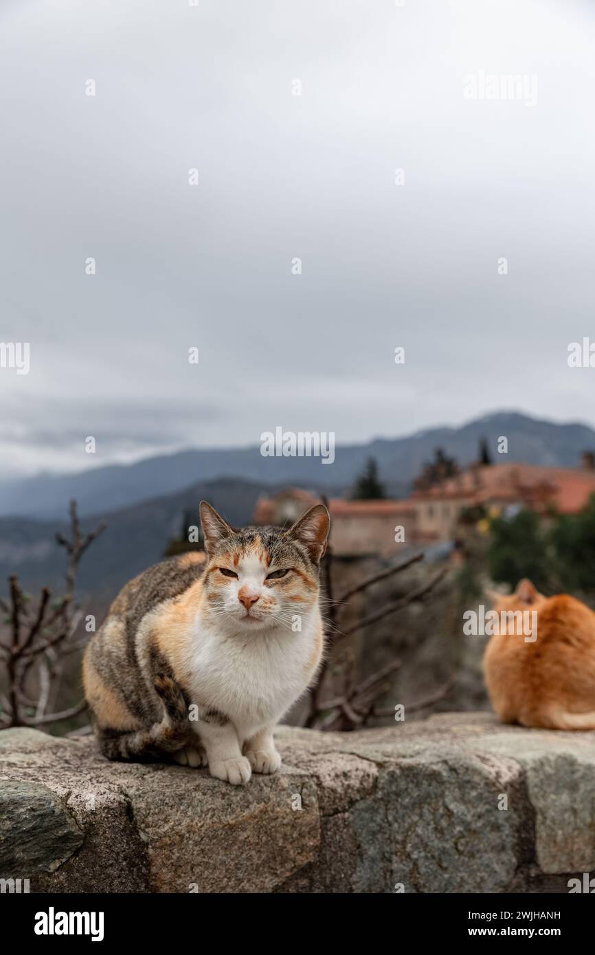 Cat posing on Meteora Monasteries near Kalambaka village Thessaly ...