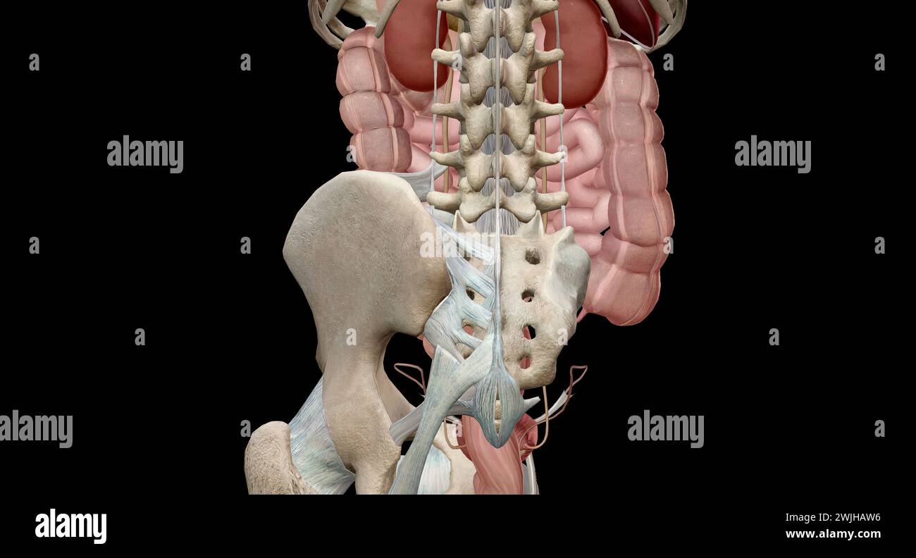 Ileum endoscopy hi-res stock photography and images - Alamy