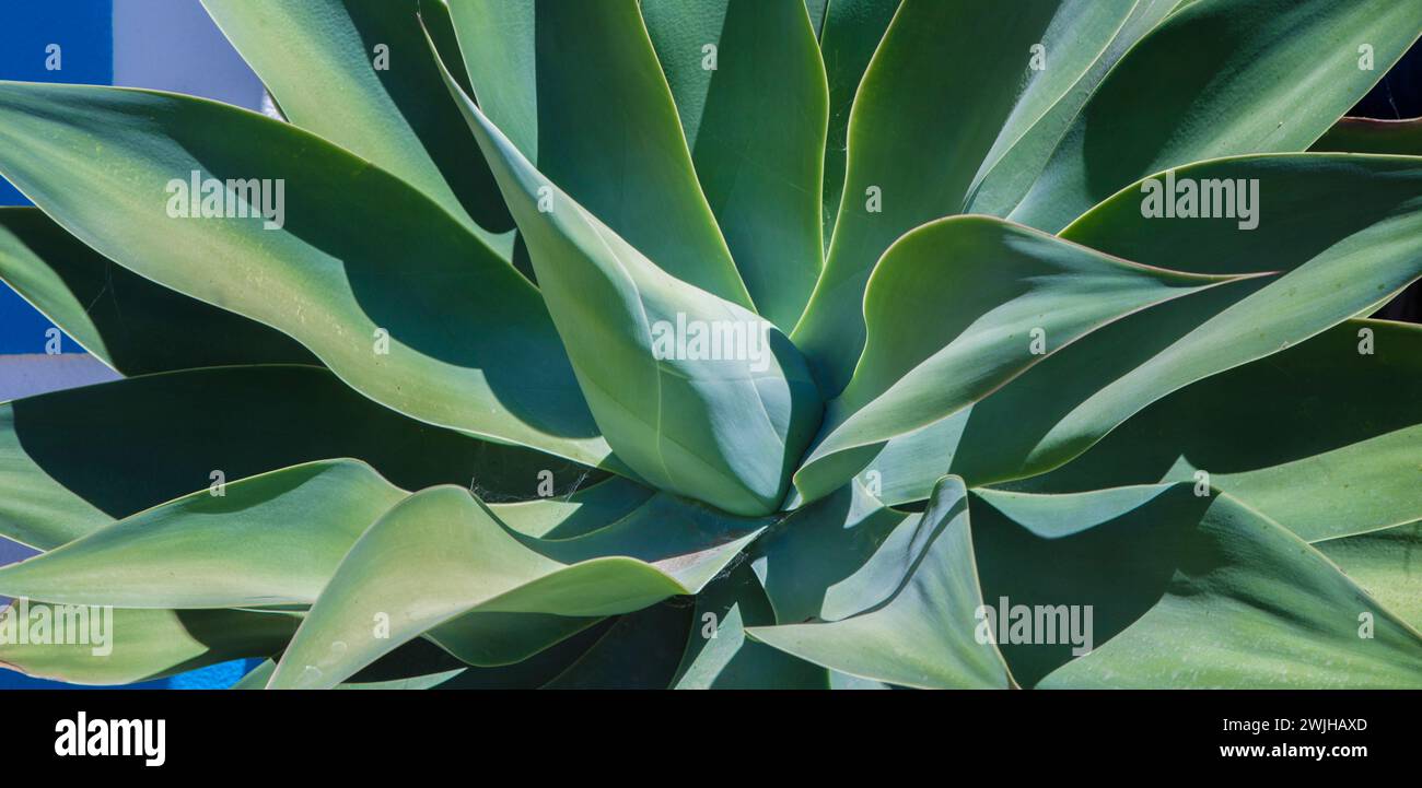 Agave Attenuata or foxtail plant. Long format Stock Photo - Alamy