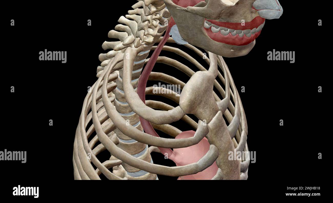 The digestive tract is called the way in which food enters our body and ...