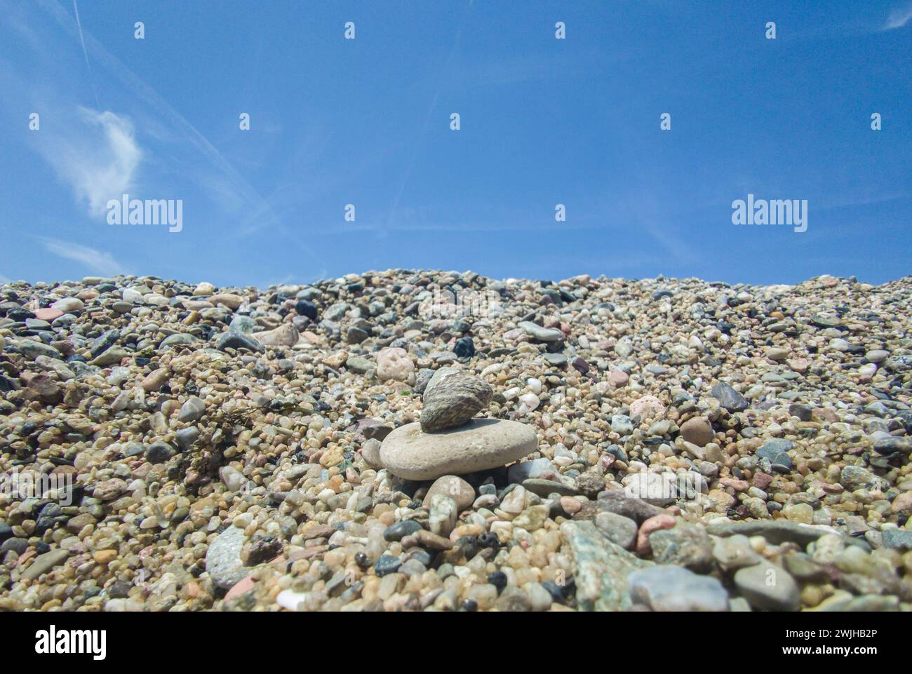 Small mediterranean sea snail, known as Steromphala divaricata. Placed ...