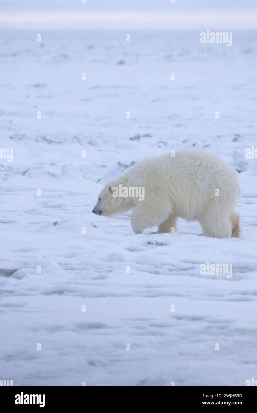 polar bear Ursus maritimus spring cub along a barrier island on the ...