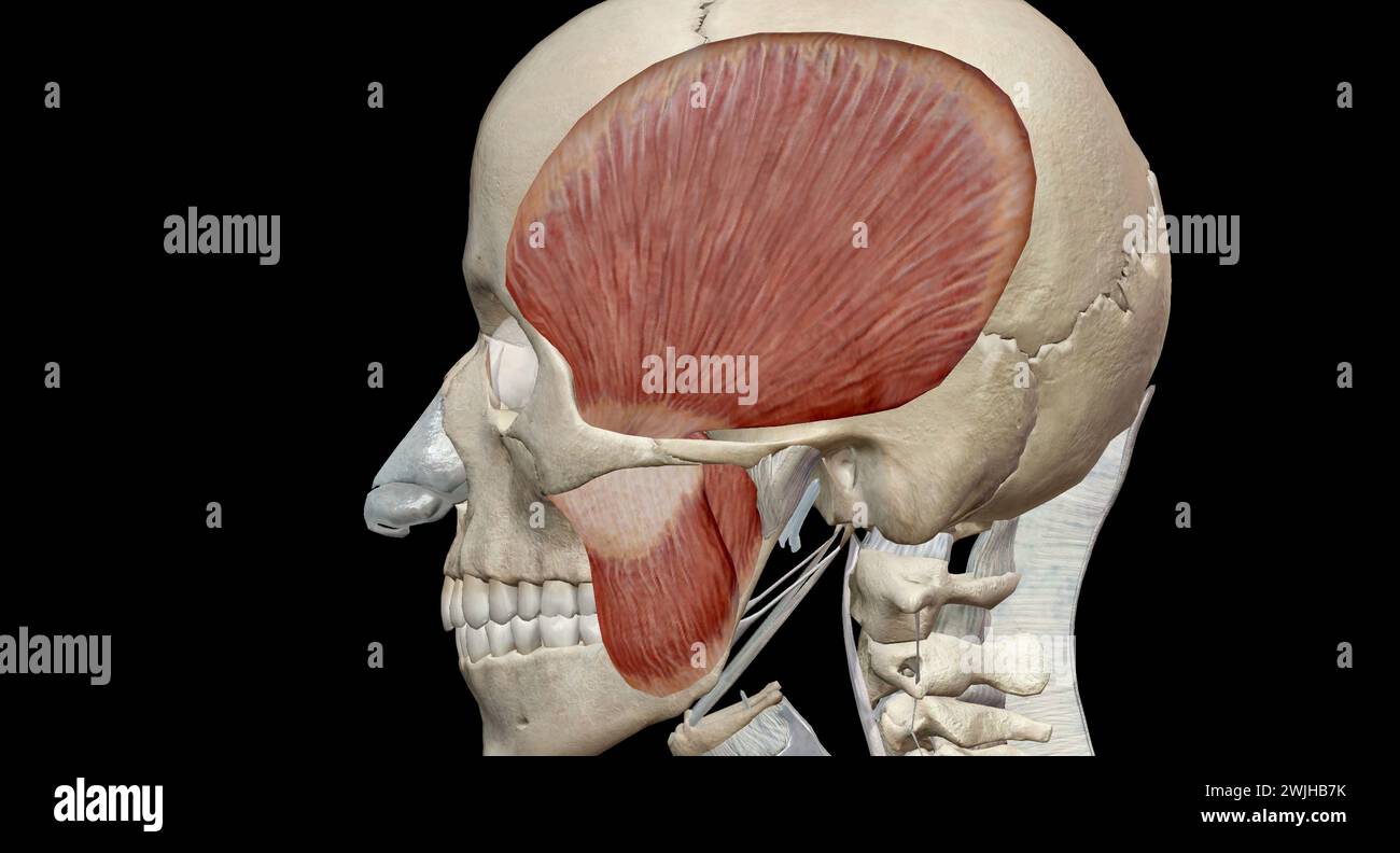 Medial pterygoid muscle hi-res stock photography and images - Alamy
