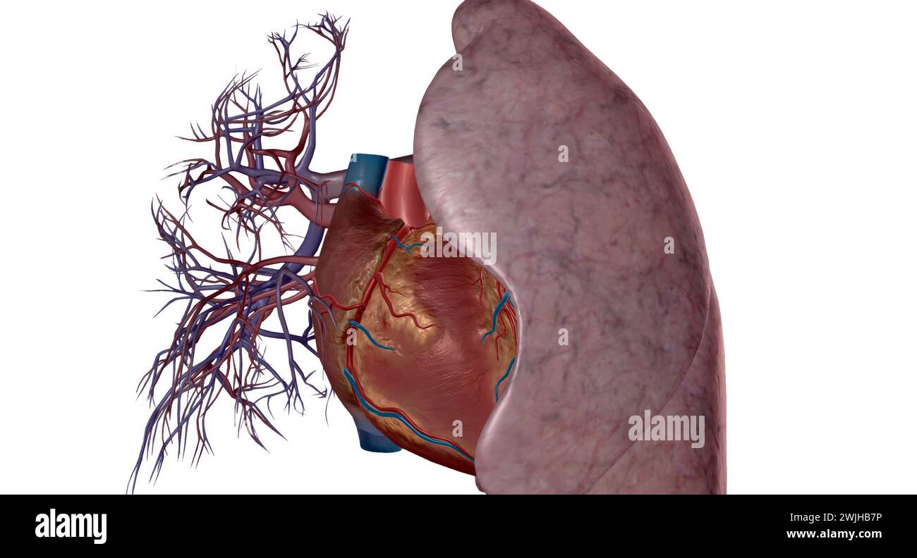 Edema alveoli hi-res stock photography and images - Alamy