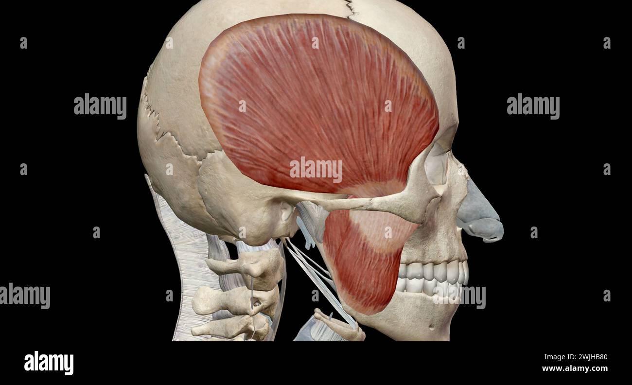 Medial pterygoid muscle hi-res stock photography and images - Alamy