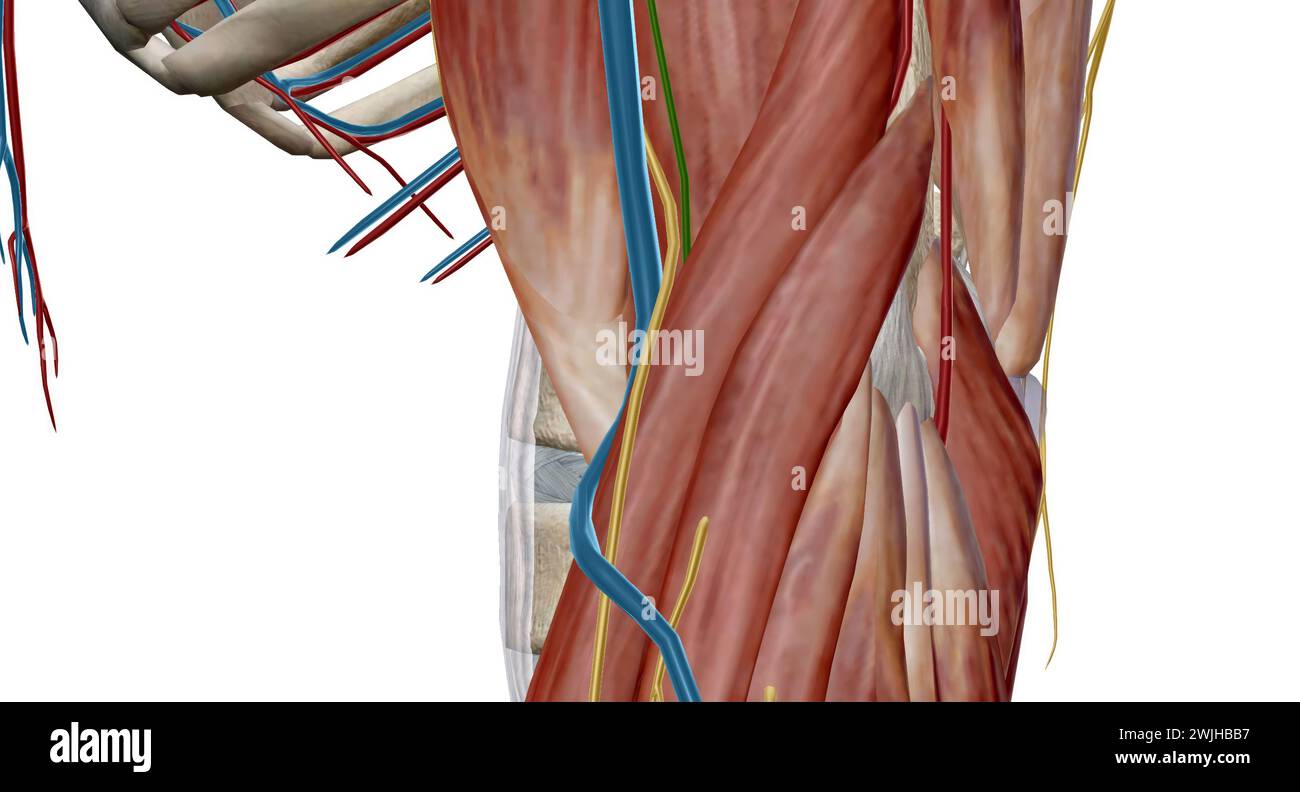 Cubital joint hi-res stock photography and images - Alamy