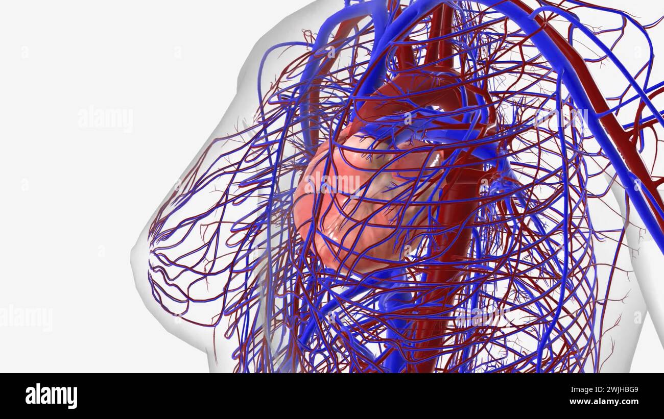 The heart is a fist-sized organ that pumps blood throughout your body ...