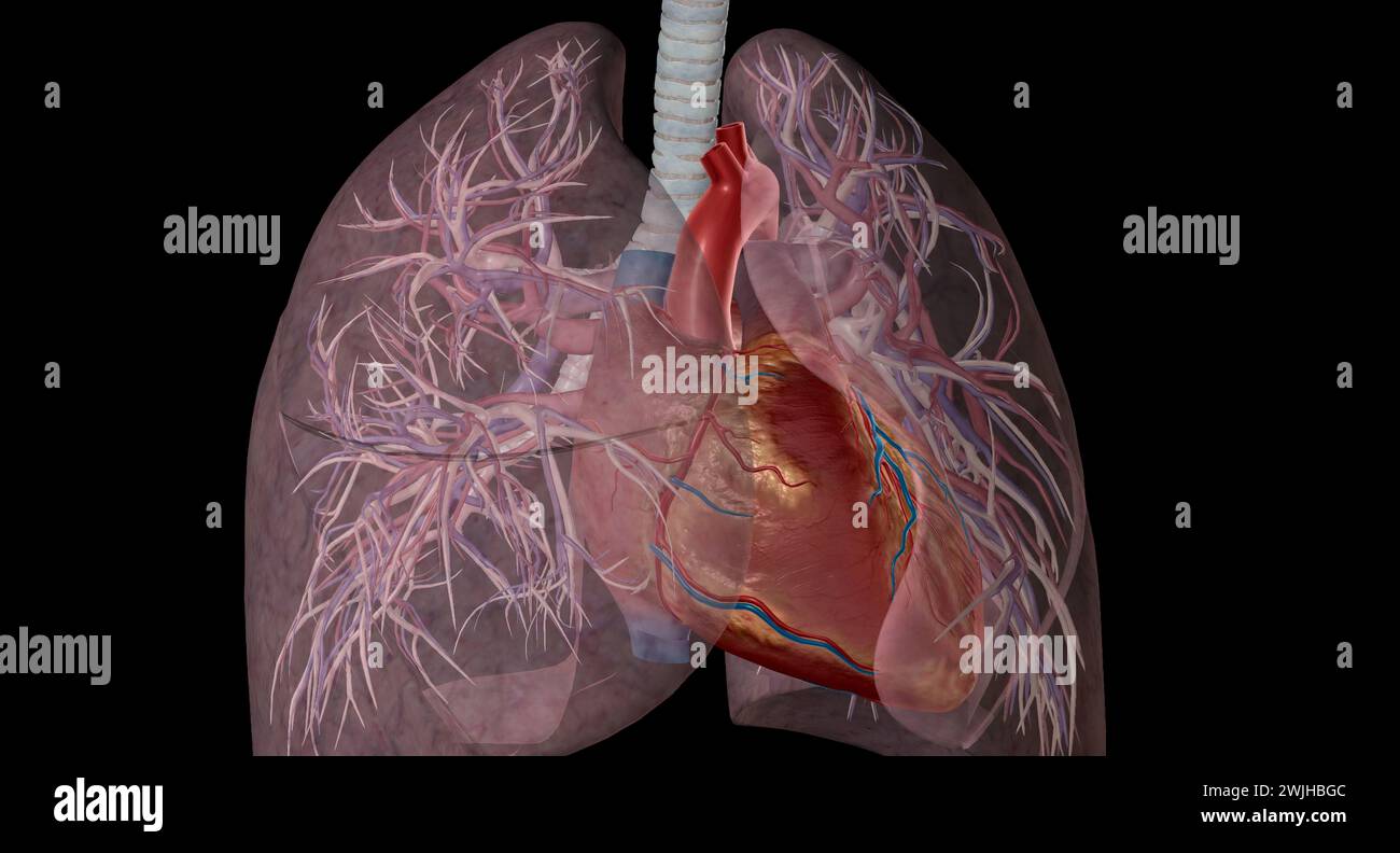 pulmonary circulation, system of blood vessels that forms a closed ...