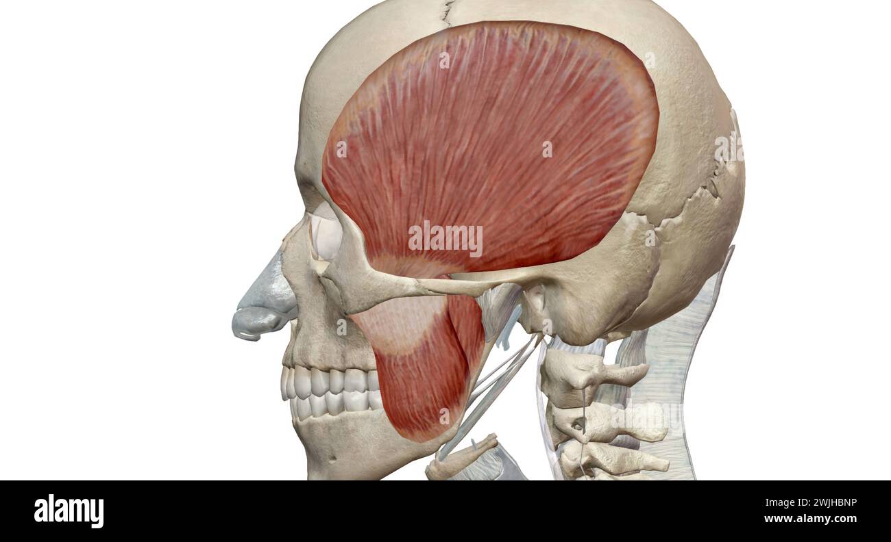 Medial pterygoid muscle hi-res stock photography and images - Alamy