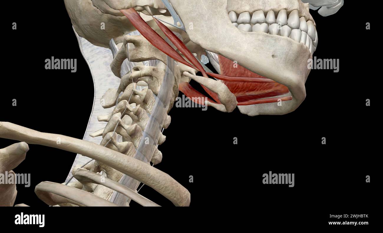 Functions of the bones hi-res stock photography and images - Alamy