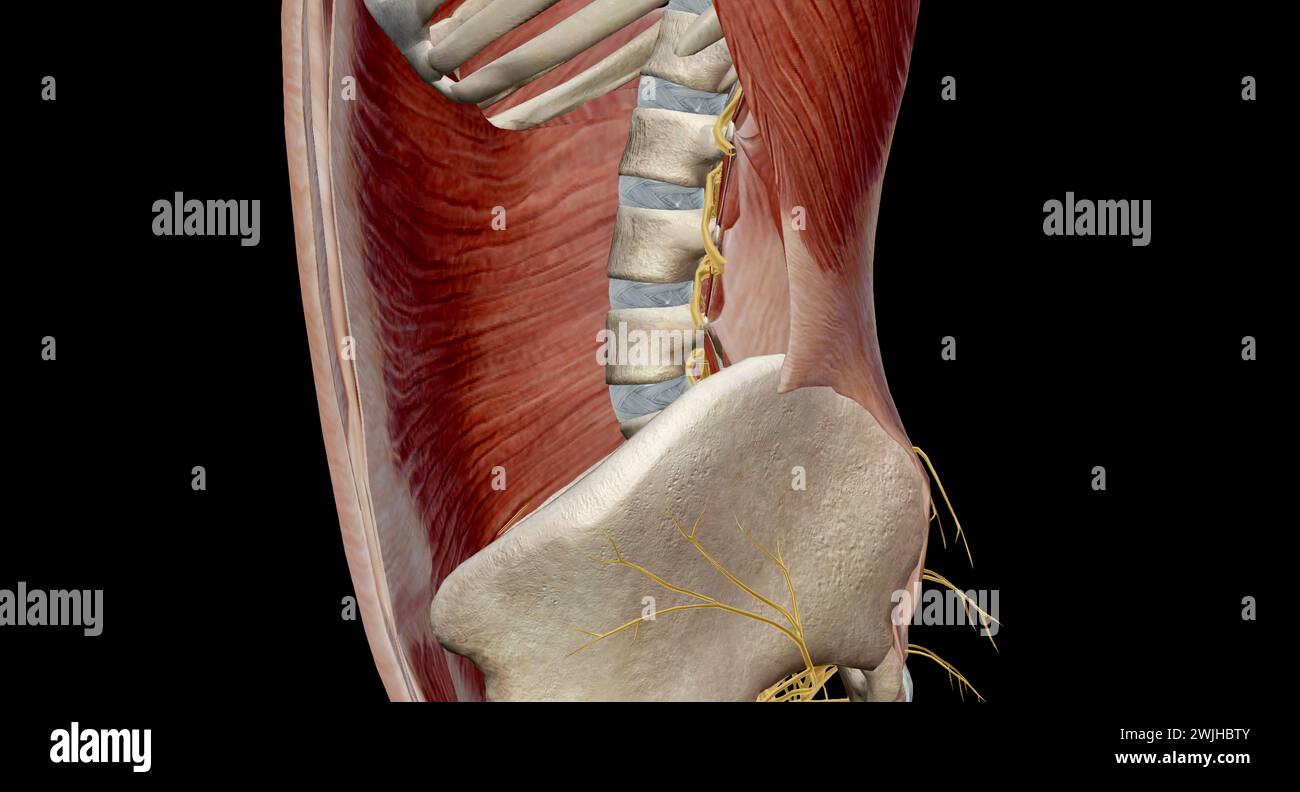 Blood vessels hip hi-res stock photography and images - Alamy