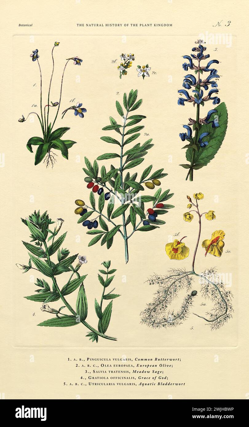 Very Rare, Beautifully Illustrated Antique Engraved Victorian Botanical ...