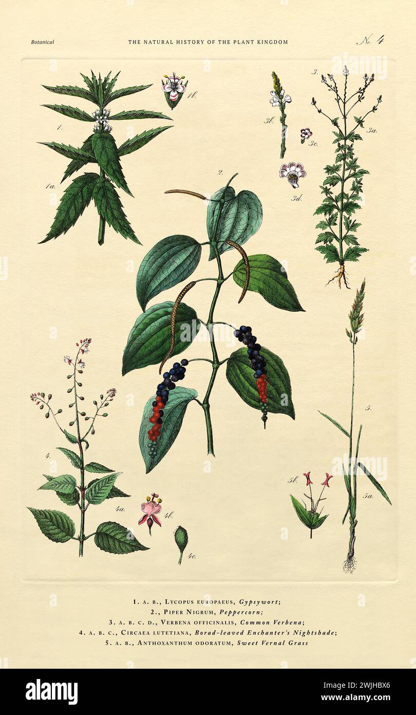 Very Rare, Beautifully Illustrated Antique Engraved Victorian Botanical ...