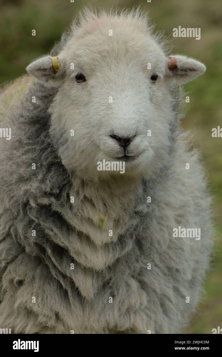 Cute Herdy sheep in the Lake District Stock Photo - Alamy