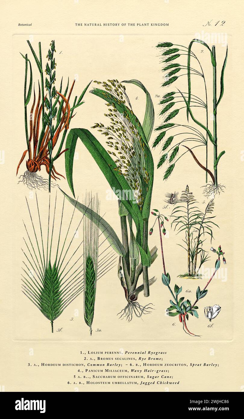 Very Rare, Beautifully Illustrated Antique Engraved Victorian Botanical ...