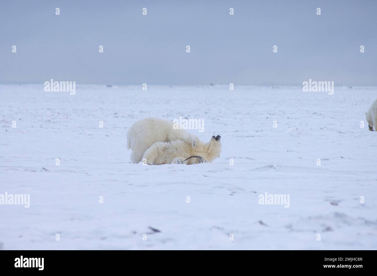 polar bears Ursus maritimus spring cubs playing along a barrier island ...