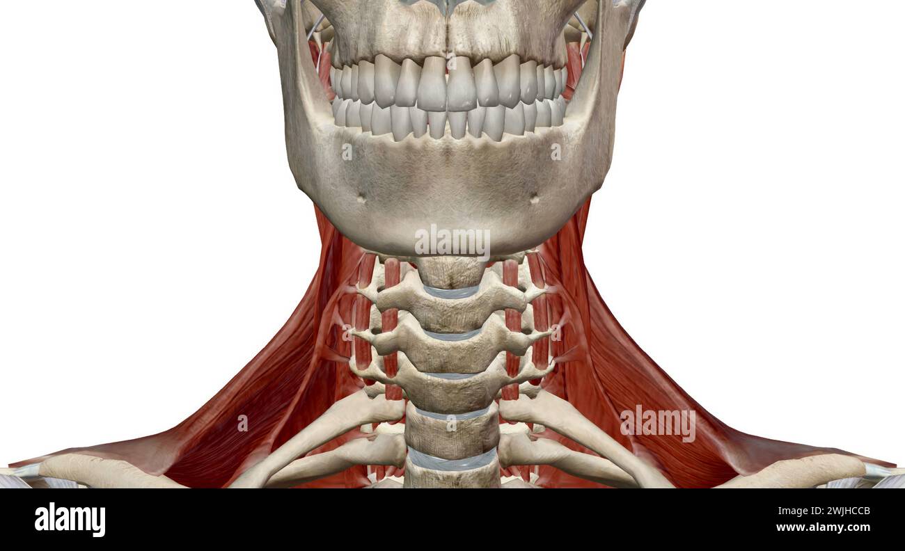 Female neck shoulder muscles anatomy hi-res stock photography and ...