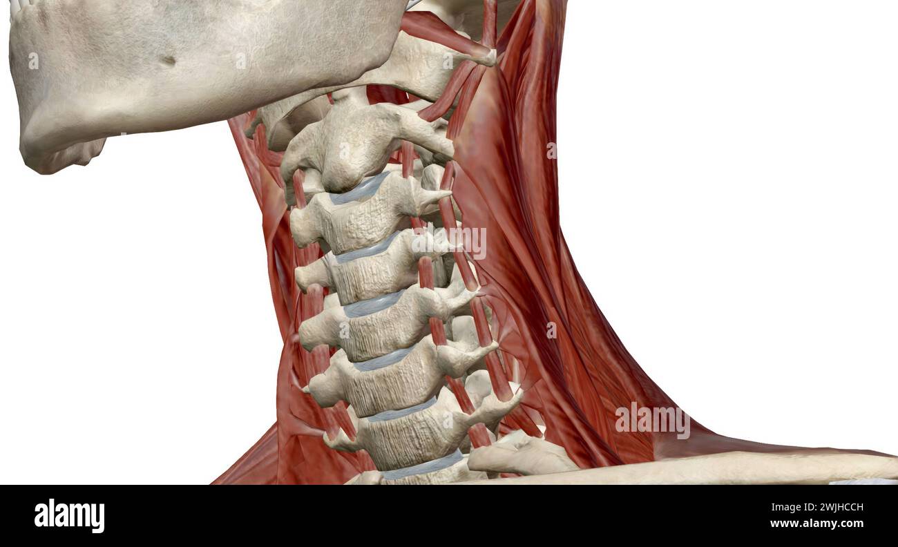 These muscles are mainly responsible for the movement of the head in ...