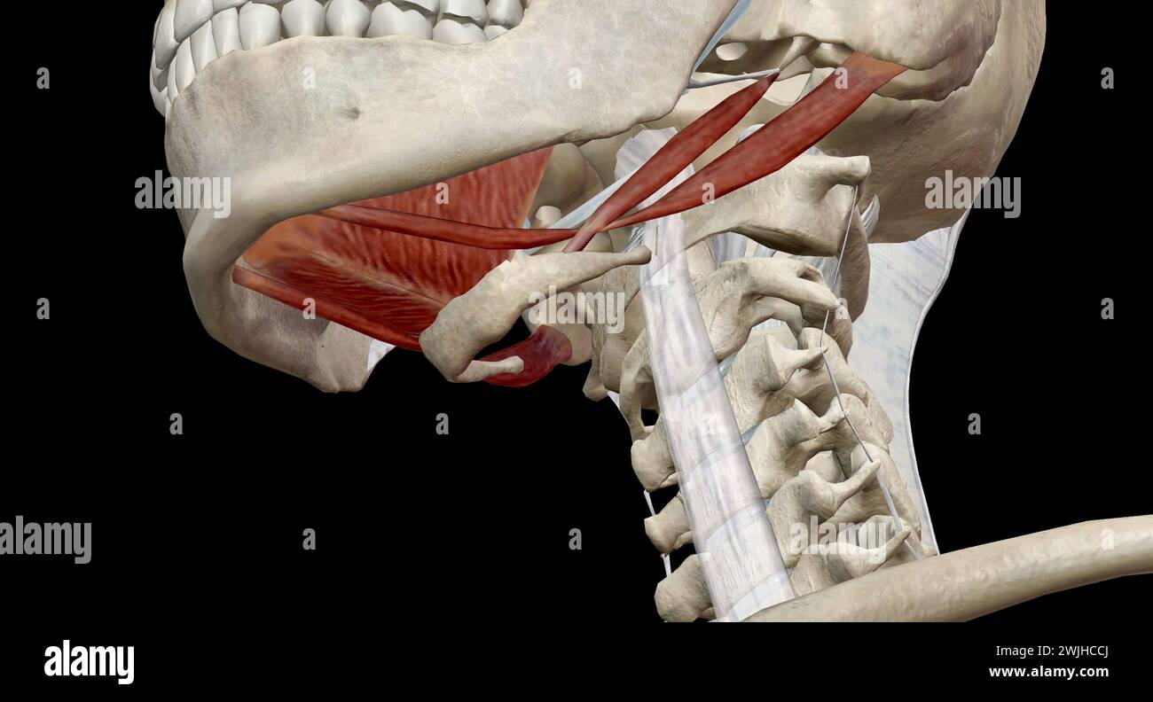 Functions of the bones hi-res stock photography and images - Alamy