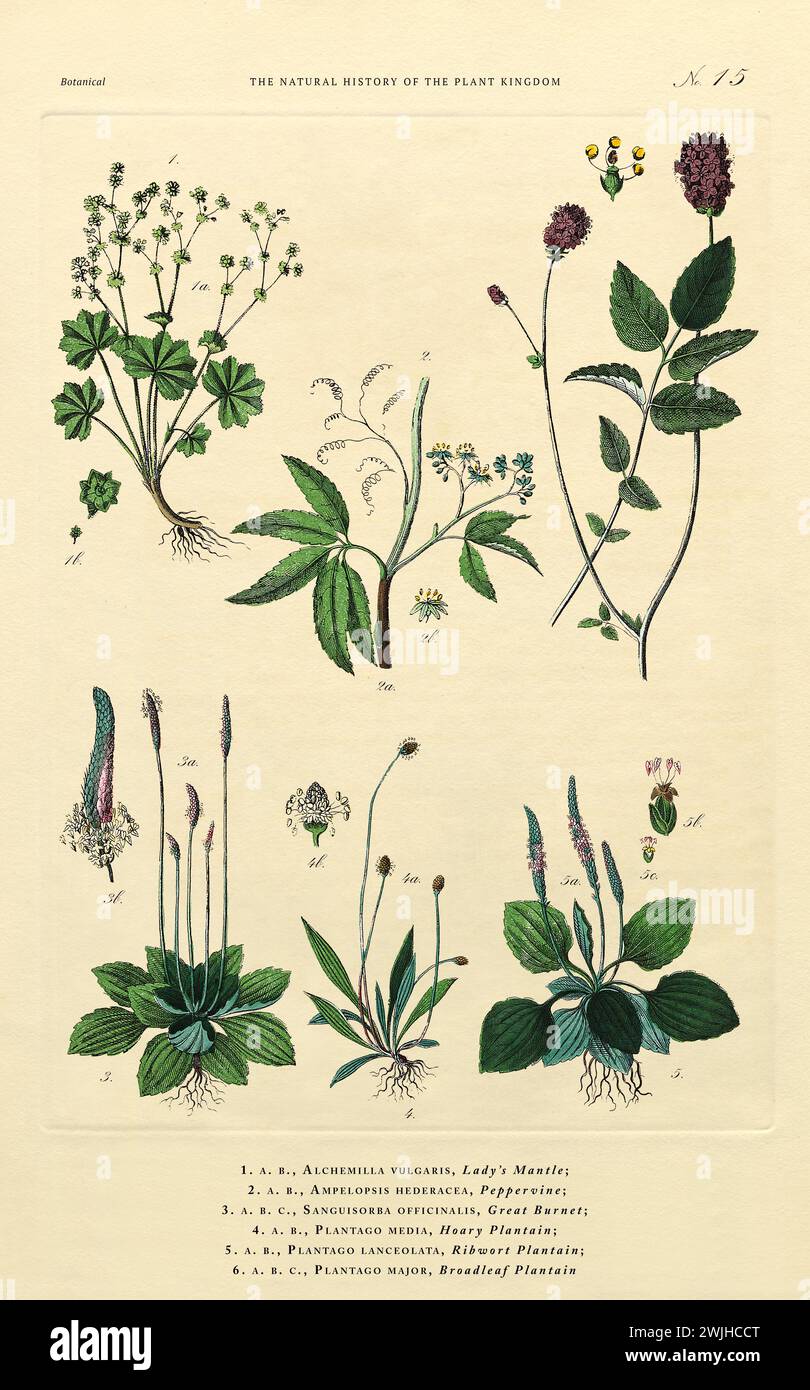 Very Rare, Beautifully Illustrated Antique Engraved Victorian Botanical ...