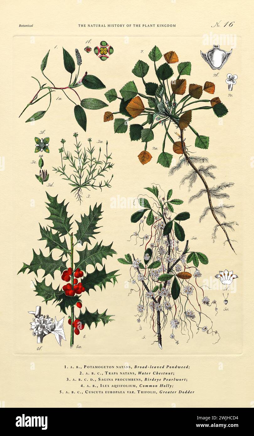 Very Rare, Beautifully Illustrated Antique Engraved Victorian Botanical ...