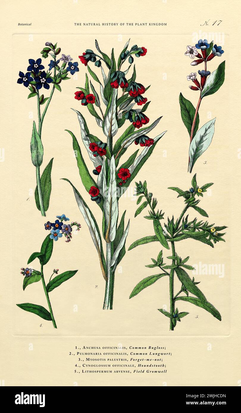 Very Rare, Beautifully Illustrated Antique Engraved Victorian Botanical ...