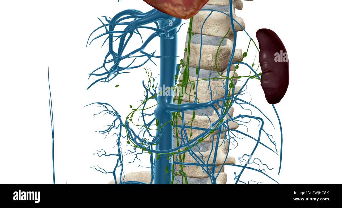 Lymphatic system in male anatomy hi-res stock photography and images ...