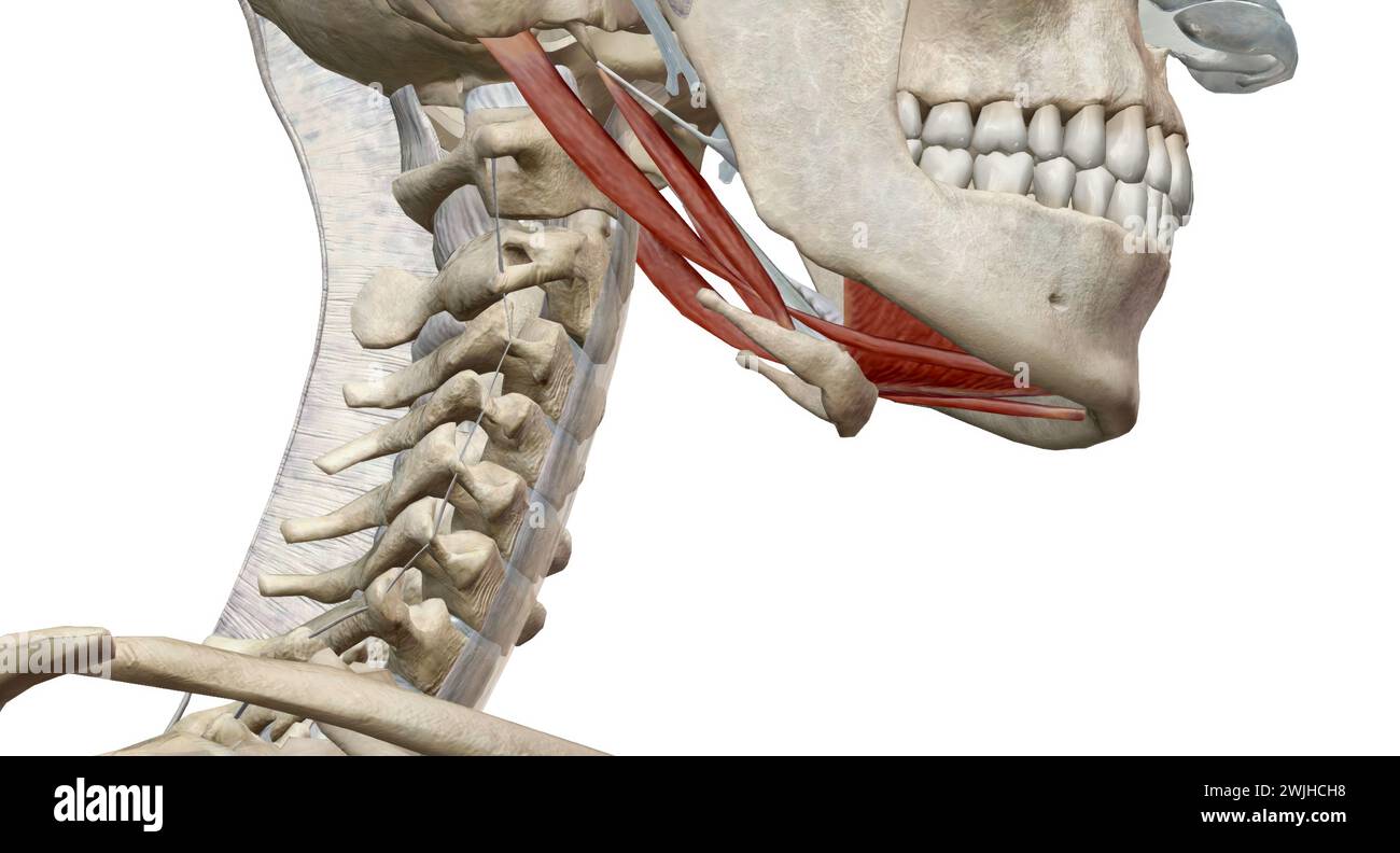 Pterygoid hi-res stock photography and images - Alamy