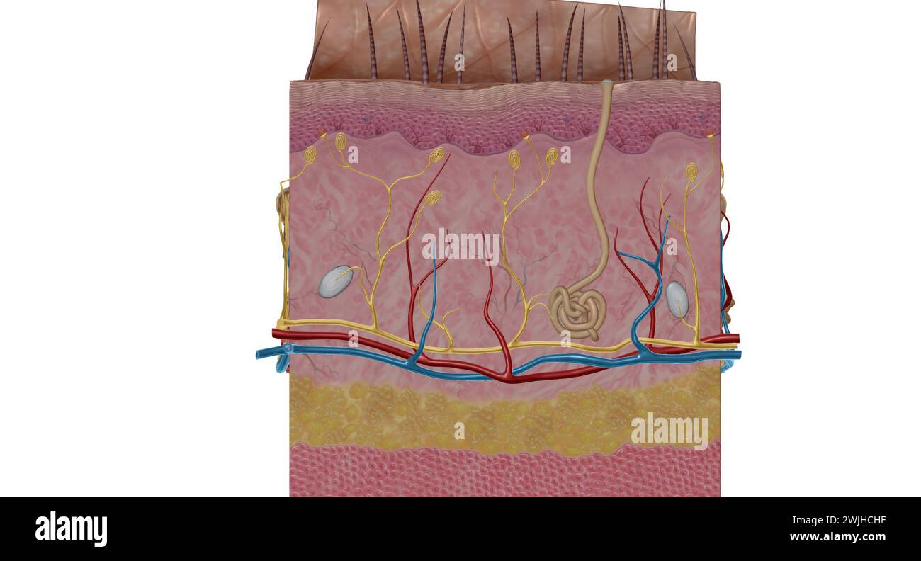 Touch receptors are a subtype of sensory neuron that are located in the ...