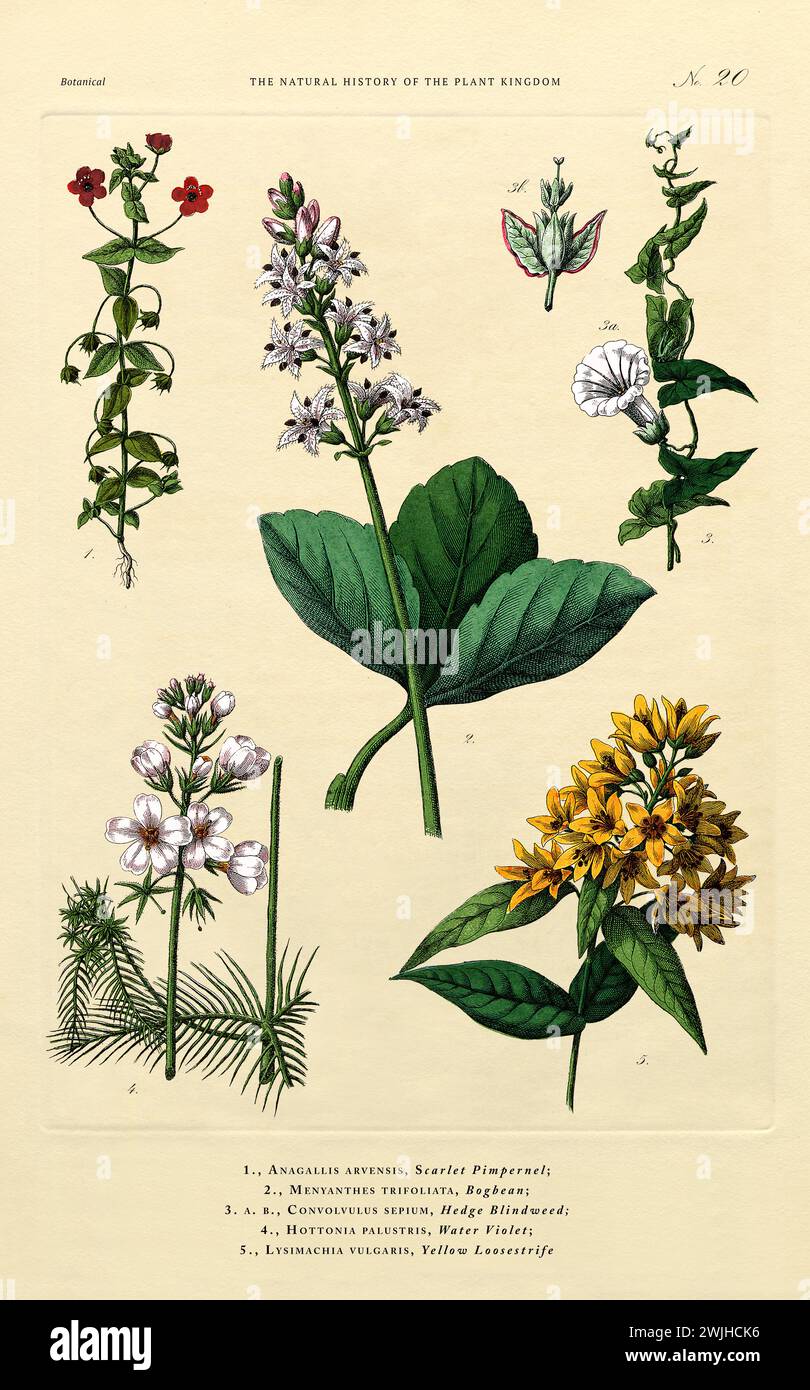 Very Rare, Beautifully Illustrated Antique Engraved Victorian Botanical ...