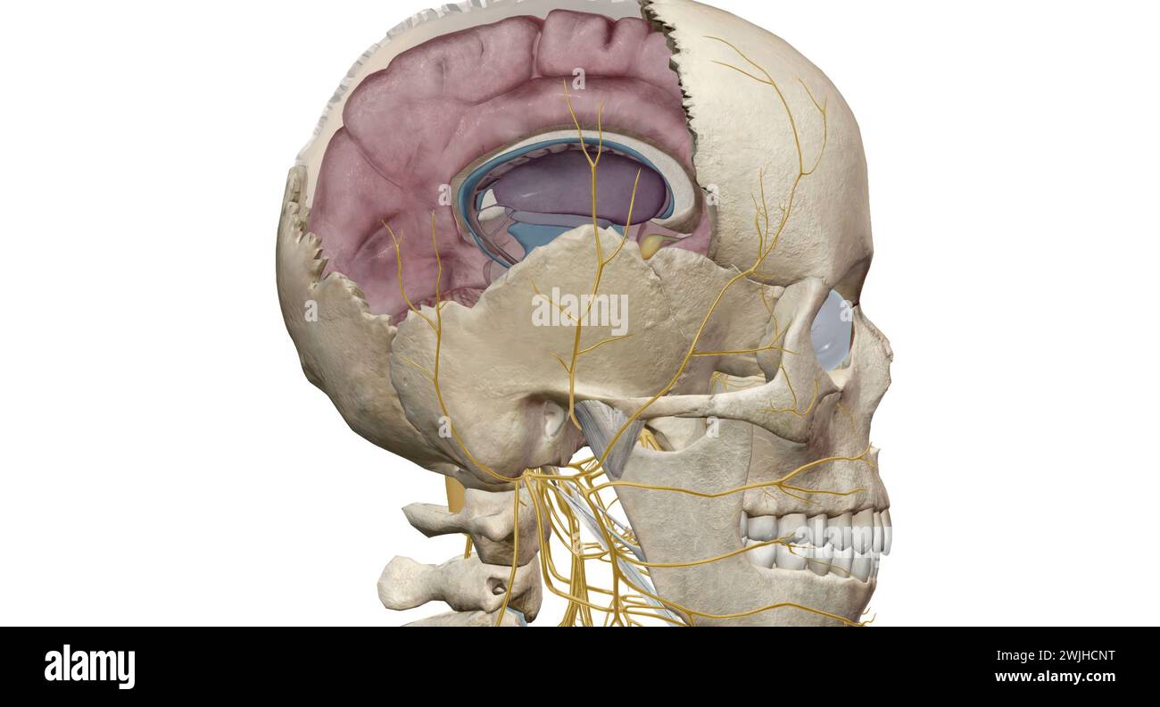 Brain neocortex hi-res stock photography and images - Alamy
