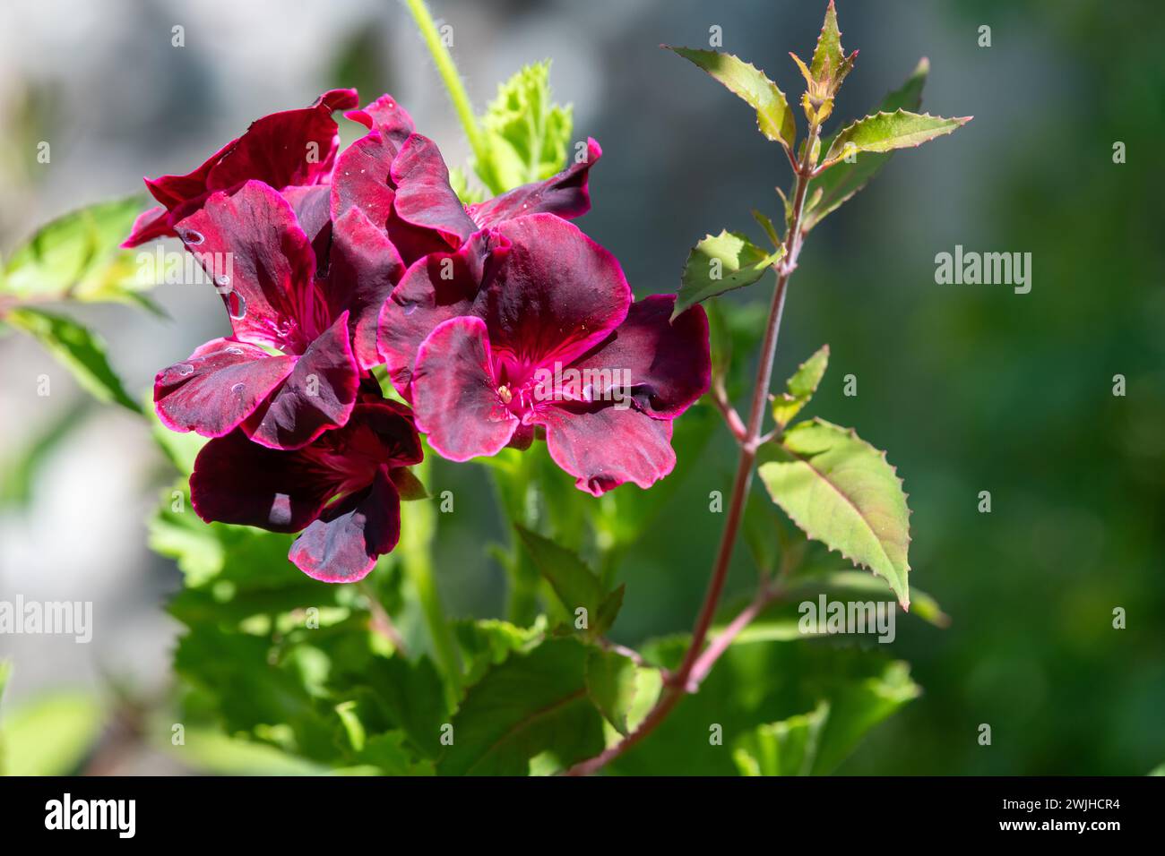 Lord bute pelargonium hi-res stock photography and images - Alamy
