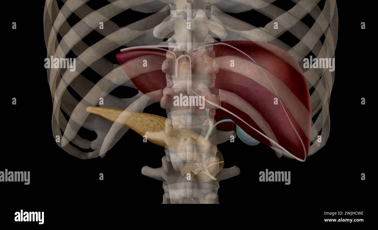As an endocrine organ, the pancreas secretes the hormones insulin and ...
