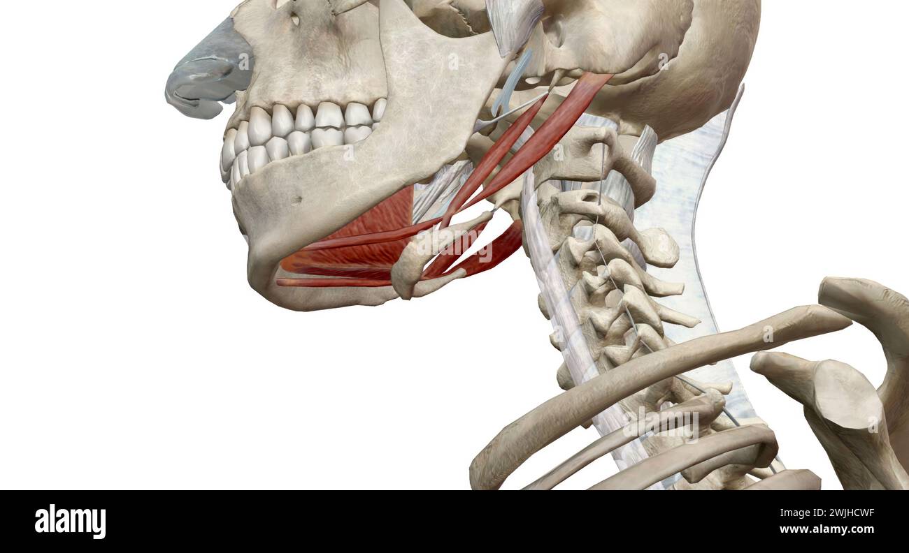 Pterygoid hi-res stock photography and images - Alamy