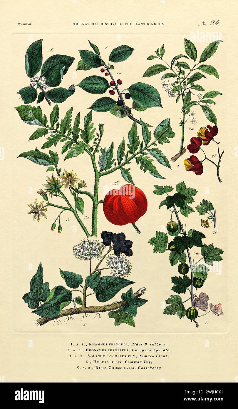 Very Rare, Beautifully Illustrated Antique Engraved Victorian Botanical ...