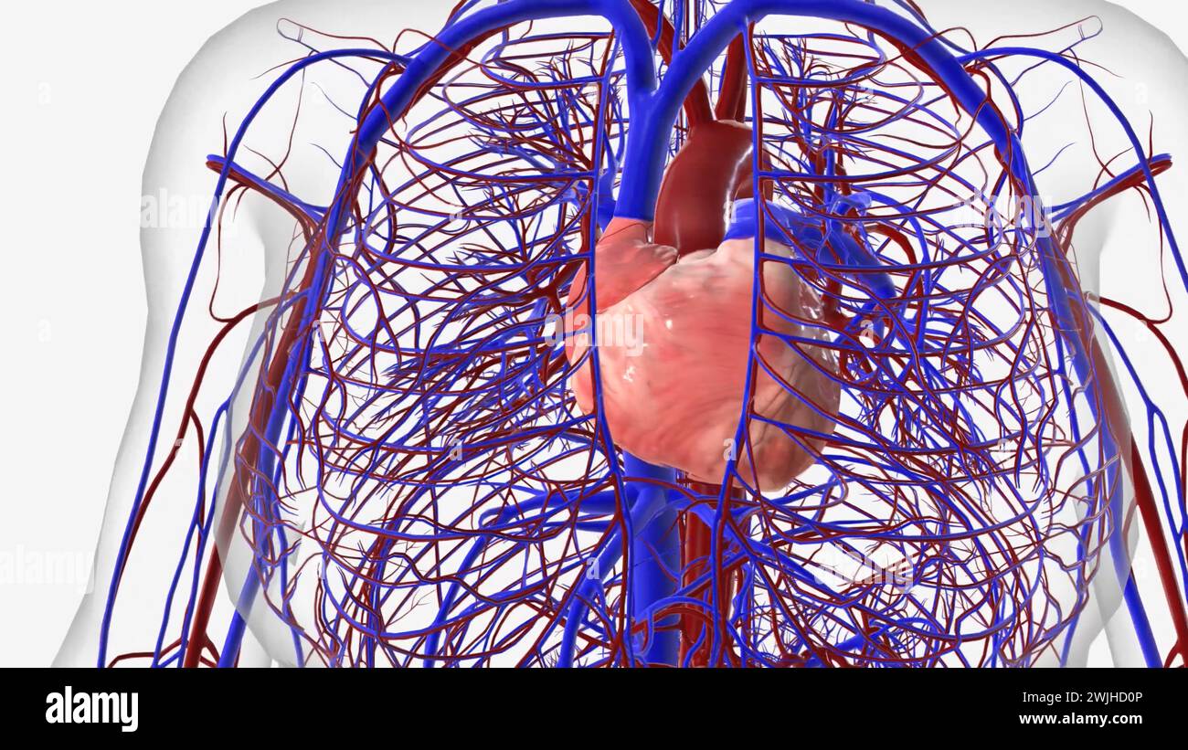 The heart is a fist-sized organ that pumps blood throughout your body ...