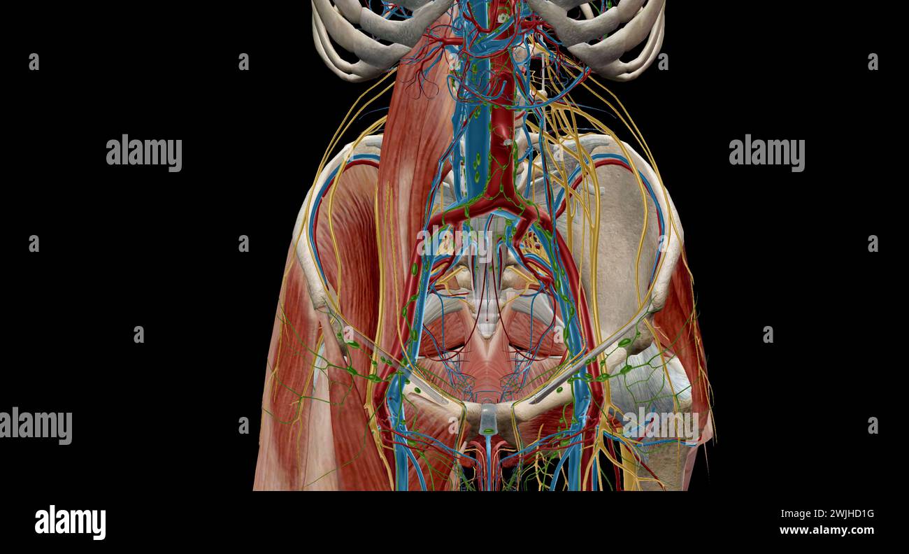Lymph Nodes Of The Pelvis Function To Receive Filter And Transport Lymphatic Fluid From