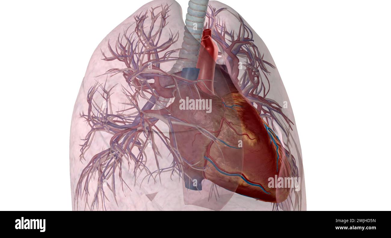 Pulmonary alveolar capillaries hi-res stock photography and images - Alamy