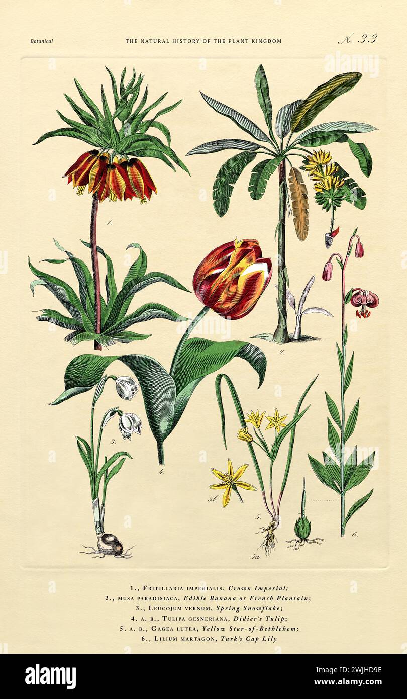 Very Rare, Beautifully Illustrated Antique Engraved Victorian Botanical ...