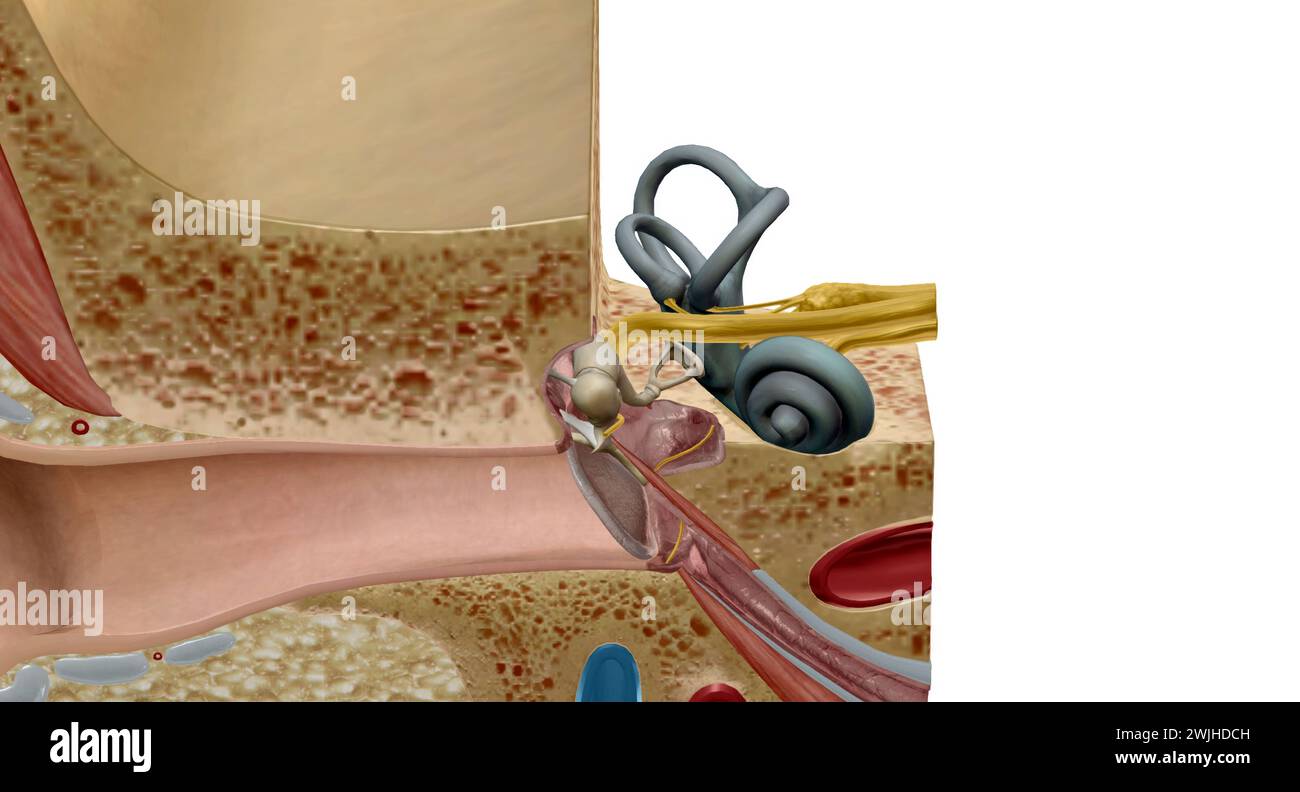 Lámina vestibular hi-res stock photography and images - Alamy