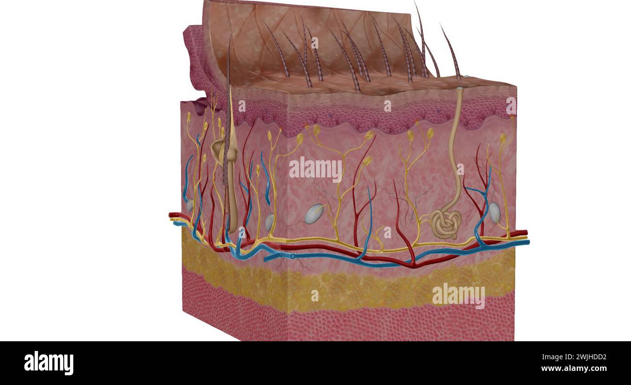 Touch receptors are a subtype of sensory neuron that are located in the ...